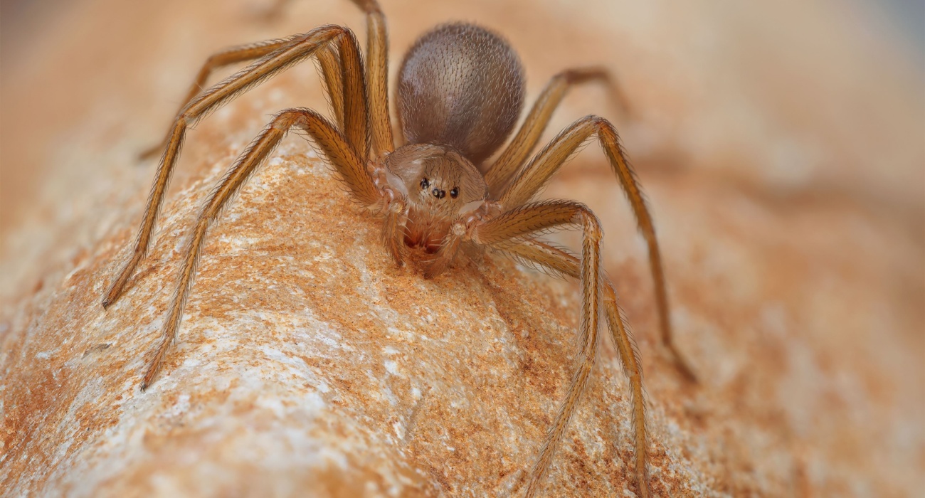 Sul conto del ragno violino circola un allarmismo decisamente esagerato ...